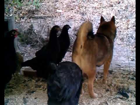 Yaramaz tavuklar köpeği çıldırttılar