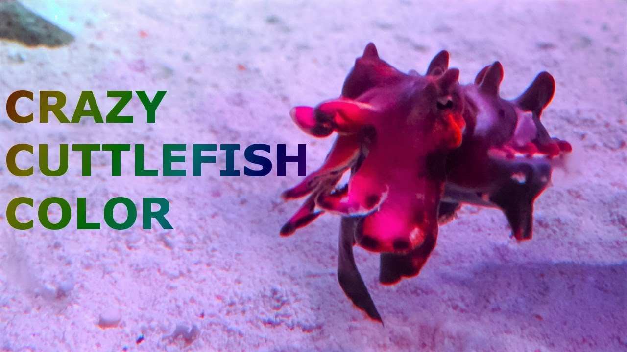How Cuttlefish and Octopus Change Their Color - YouTube