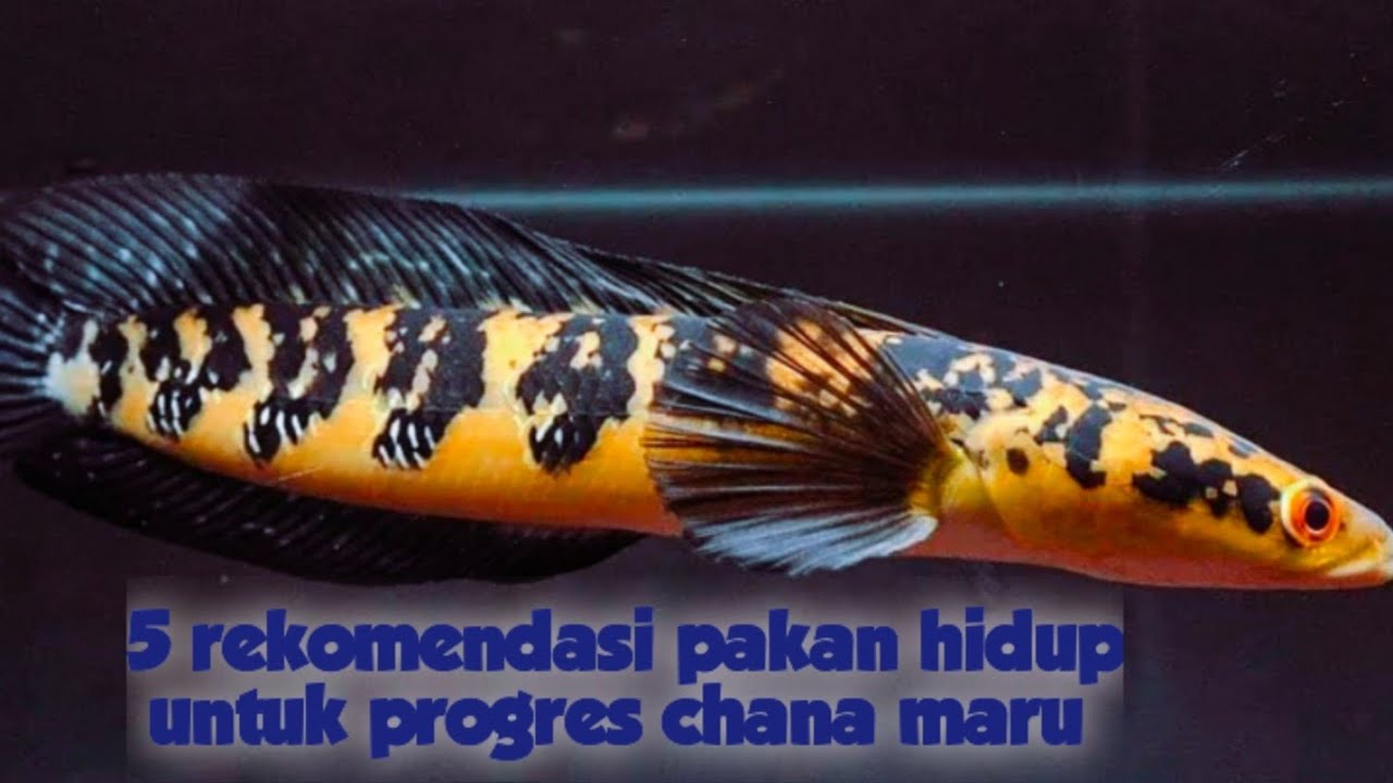 5 rekomendasi pakan alami untuk progres chana maru #channa # ...
