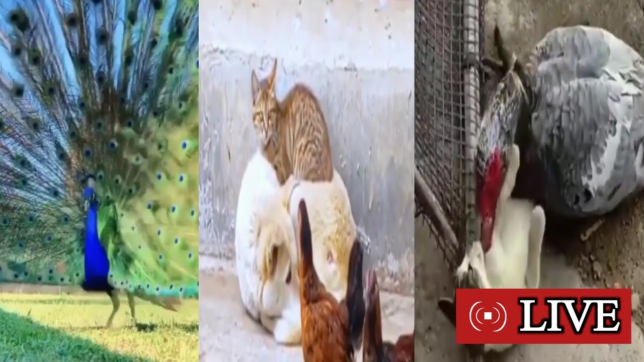 New videos/more/fun cats/cute tea dogs from all over the world/ - YouTube