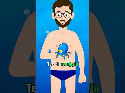 Tek Isırıkla 26 Kişiyi Öldürüyor! 🐙🚨  #paylasnevarsa #ahtapot #zehir #ilginç #bilim #shorts