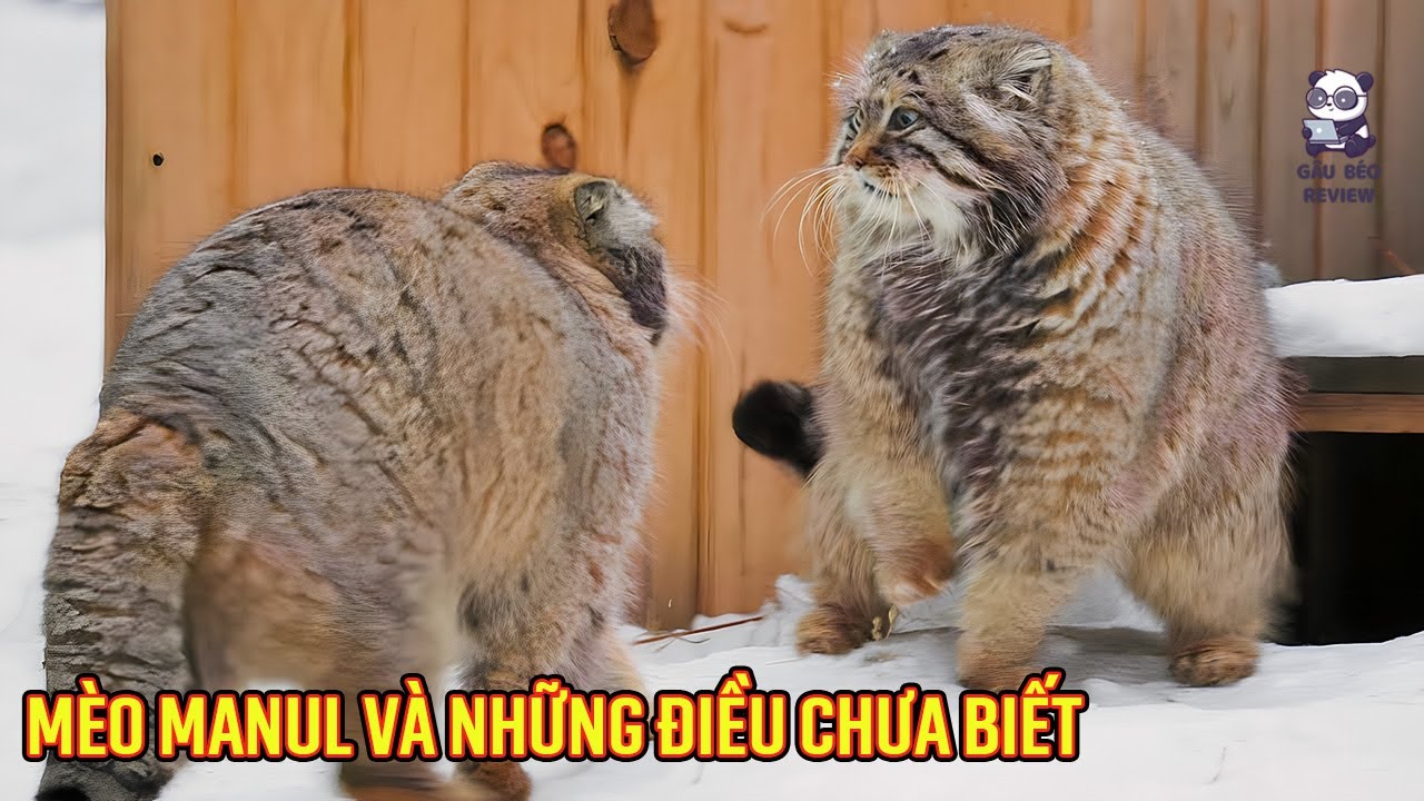 Vẻ đẹp hoang dã và những sự thật thú vị về giống mèo manul - YouTube