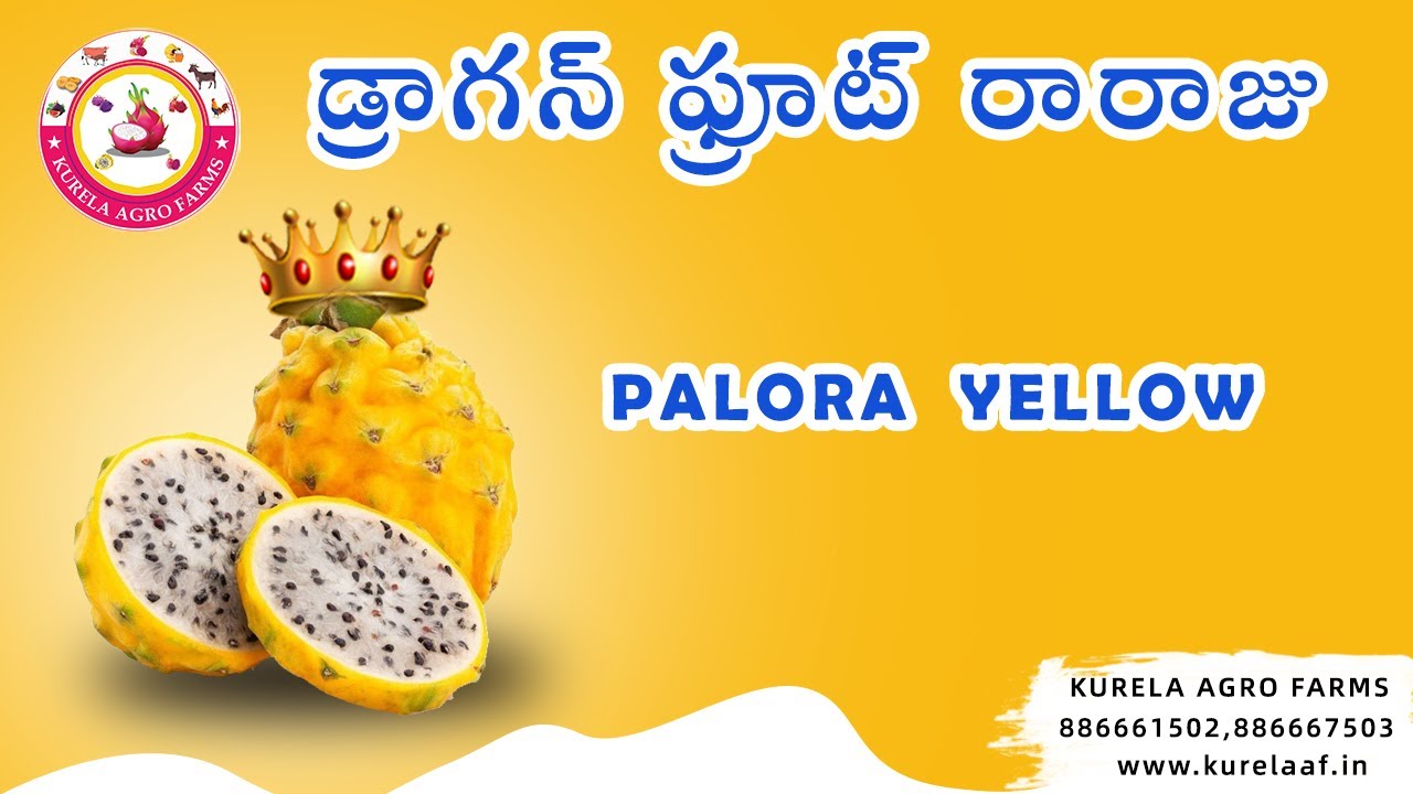పలోరా ఎల్లో| Palora Yellow Dragon Fruit Farming | The BEST Way to Grow ...