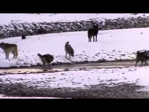 Documentary Wolf Pack Amazing 2014 - YouTube