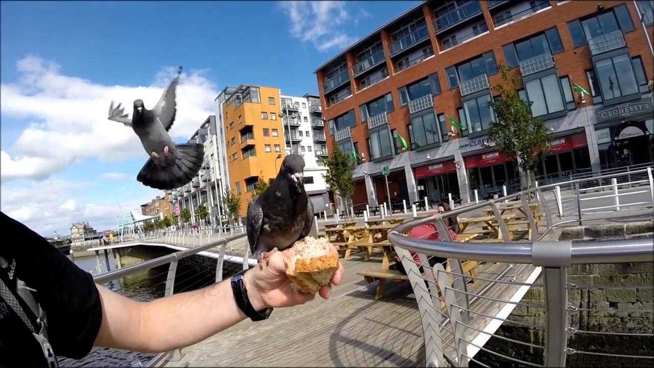 Bird Man of Limerick City, Ireland - YouTube