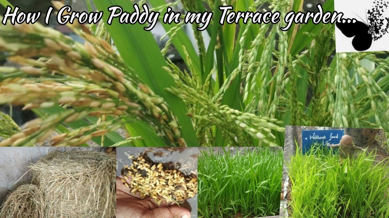How to grow paddy in a container at terrace garden.Easy way to grow ...