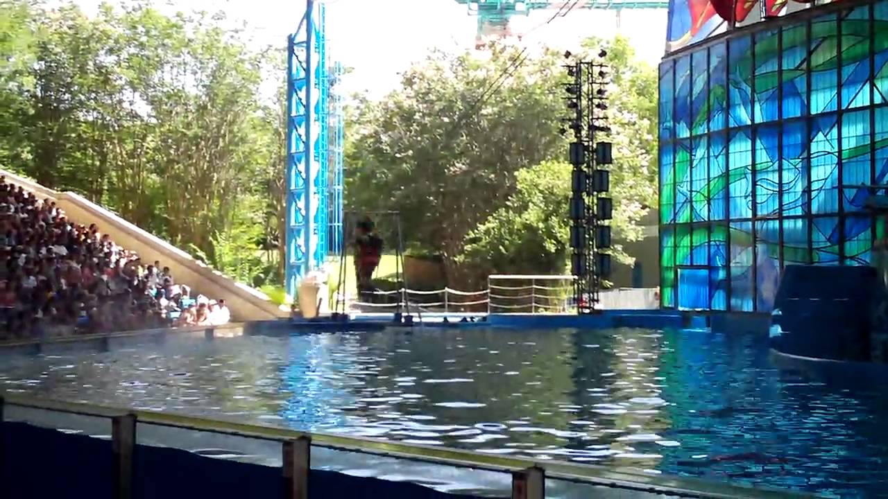 Azul Dolphins Sea World San Antonio, Texas - YouTube
