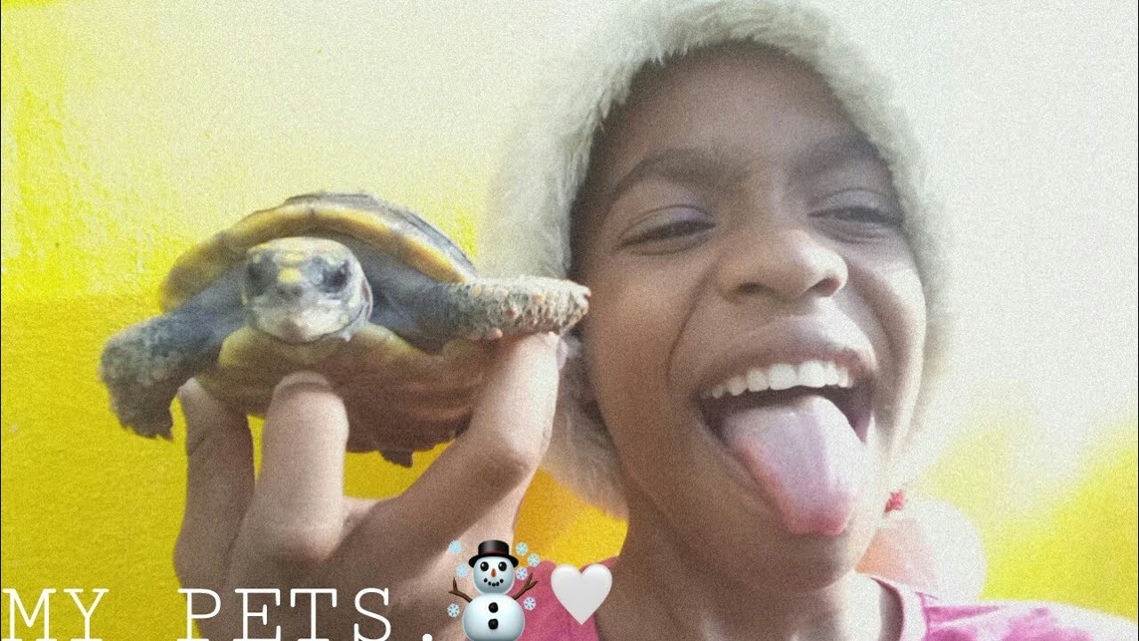 MY PETS REVIEW!!!!!.🐱🐺🐄🐏🐂 - YouTube