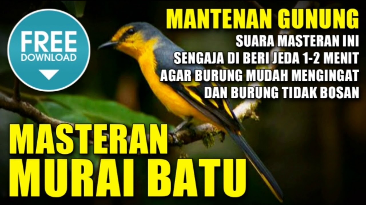 MASTER MURAI BATU 🔴 suara burung MANTENAN GUNUNG - YouTube
