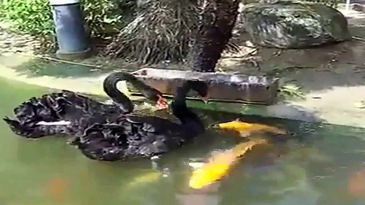 Patos dando de comer a peces - YouTube
