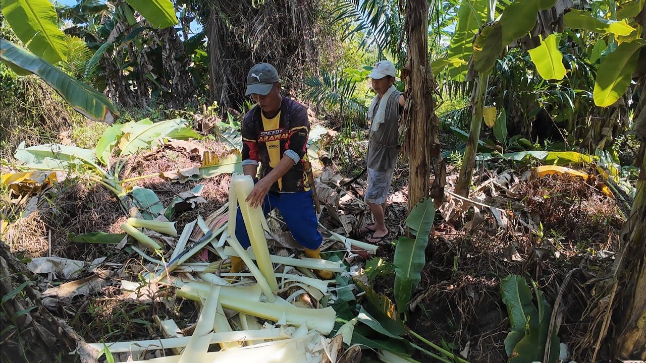 Ngupak Pisang Manuk Besama Biak Ami Enggau Lot// Kena Ngulai Manuk Tuai ...