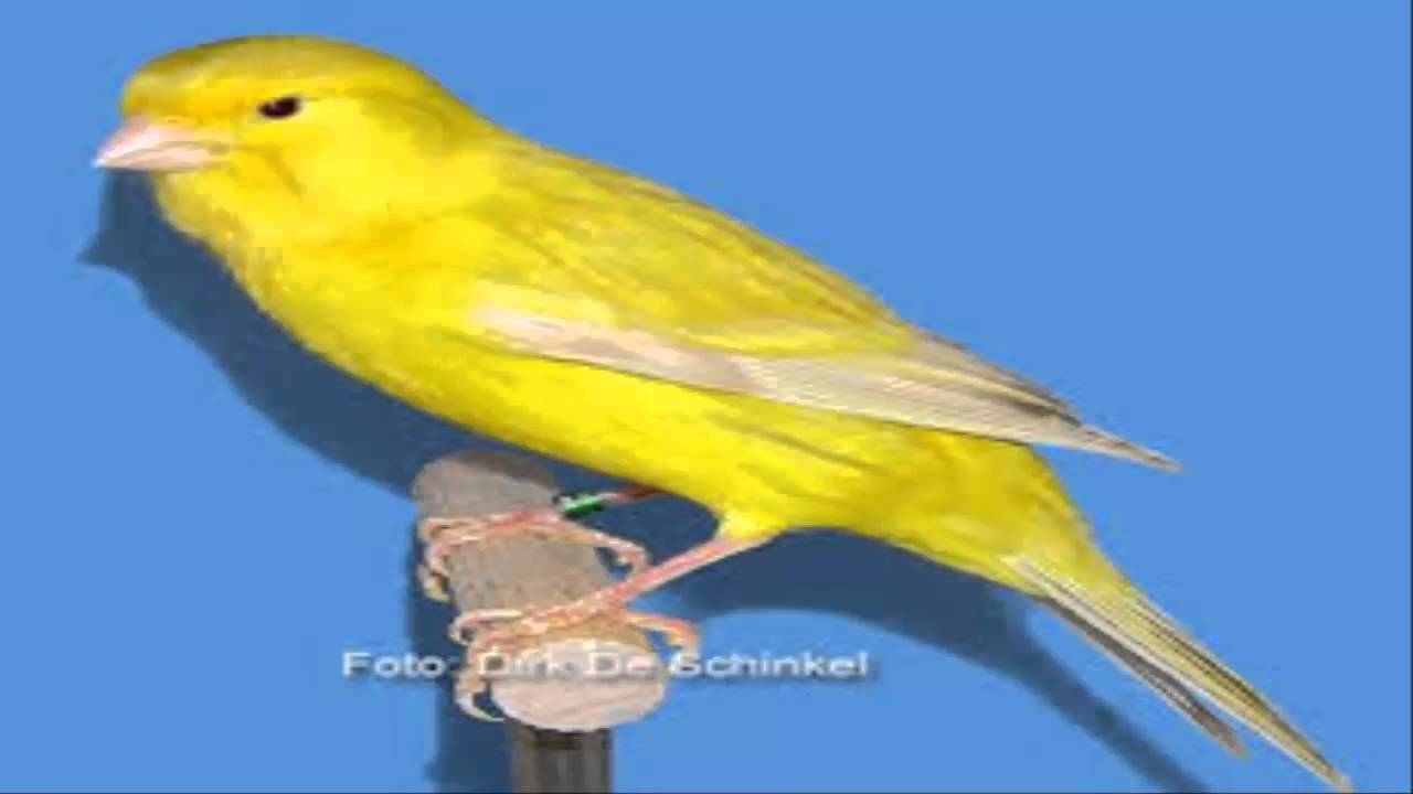 Pjev muzijak kanarinca(Extra pjev) - YouTube