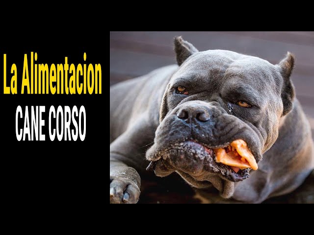 Cuanta Comida Para Perros Cane Corso