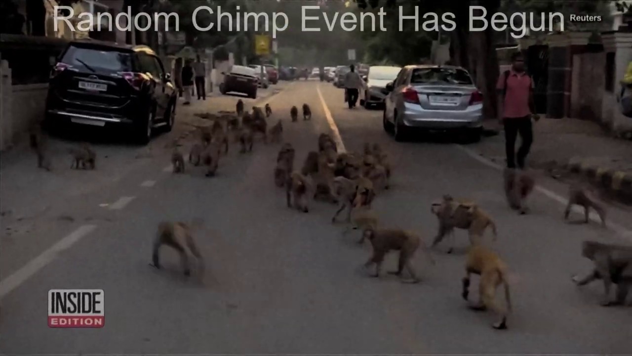 Random Chimp Event Has Begun - YouTube