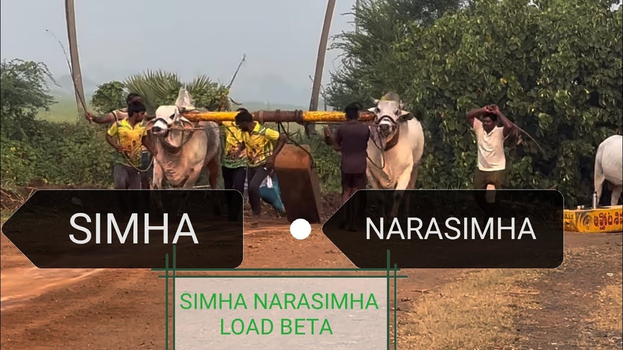 RK BULLS SIMHA AND NARASIMHA LOAD BETA SUPER PERFORMANCE ||SIMHA ...