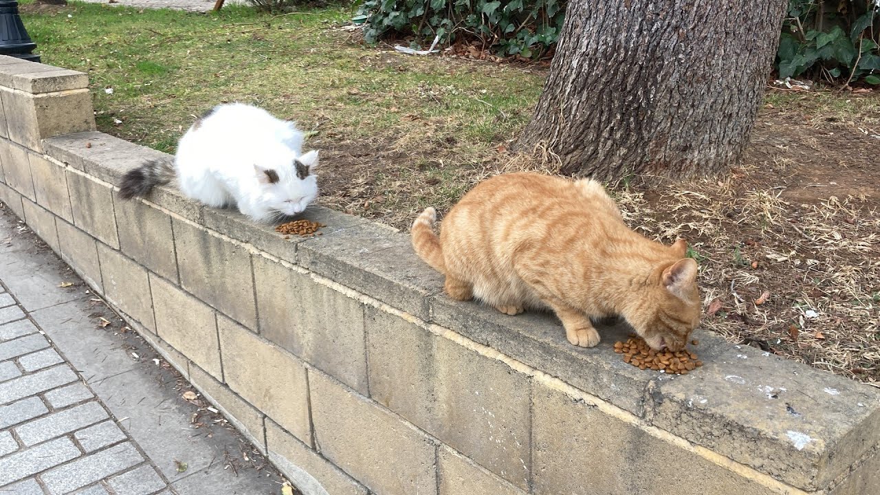 Incredibly beautiful white stray cat. She came in while feeding the ...