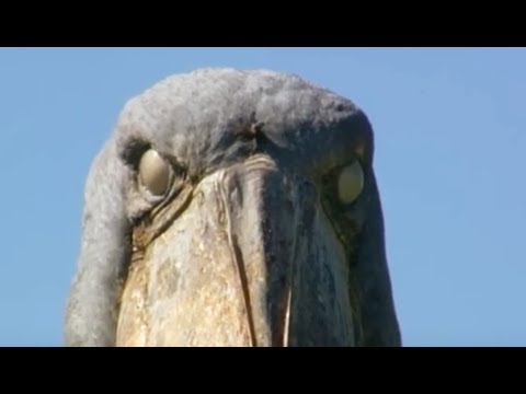 Cet oiseau géant révèle son côté obscur - ZAPPING SAUVAGE