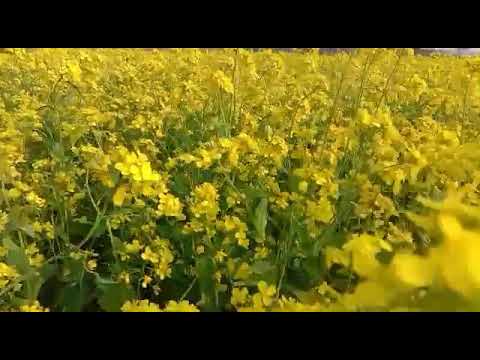 Grambanglar sorisa full - YouTube