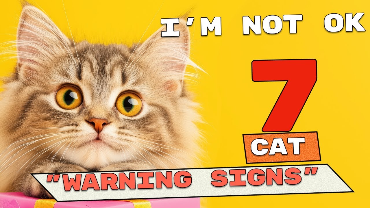 7 Cat SOS Signals You Must Catch Early (Vet Explained) - YouTube