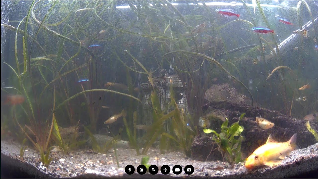 Live tropical fish tank - YouTube