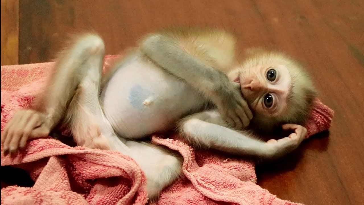 Smallest Newborn Baby Monkey Rolling Very Comfortable on Bad - Baby ...