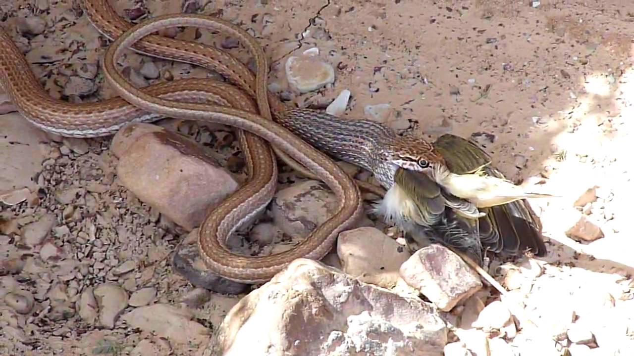 The snake & the bird - Libyan proverb (phase 3) - YouTube