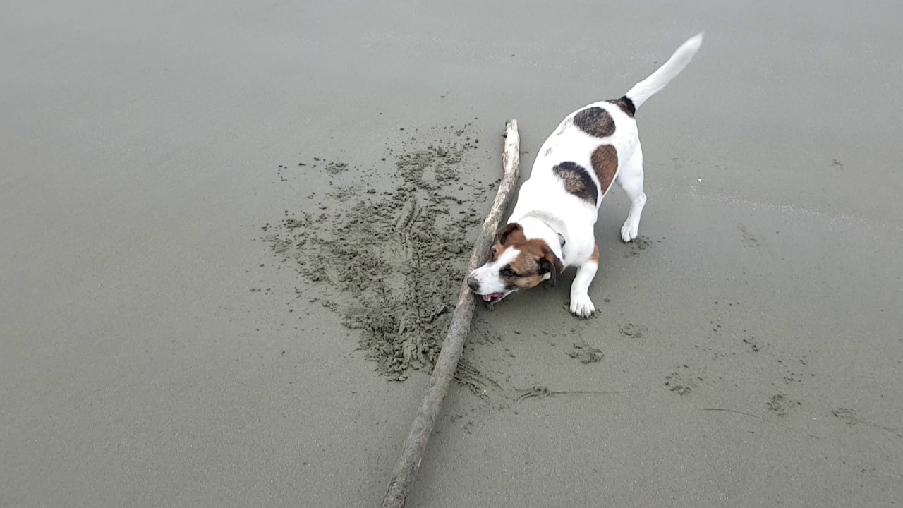 Cute dog Stanley the Jack Russell Staffy cross - YouTube
