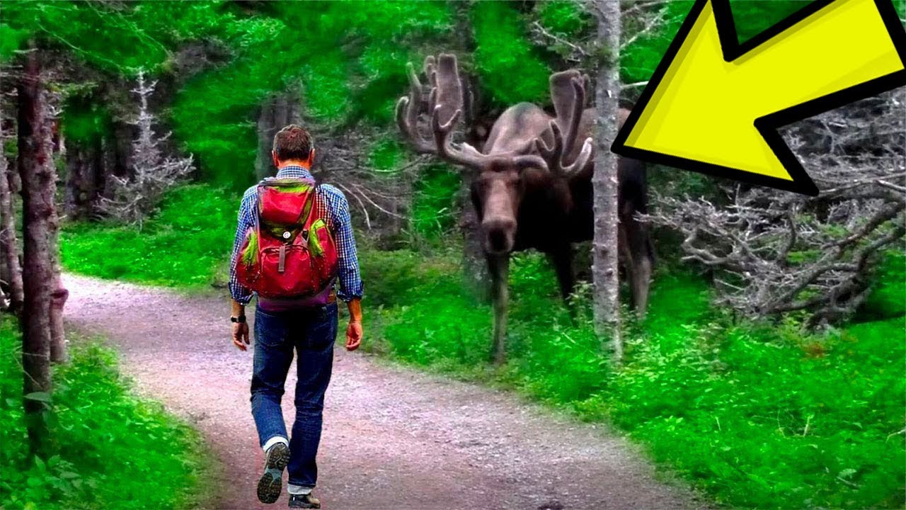 After He Released the Moose Back Into The Wild, She Returned With A ...