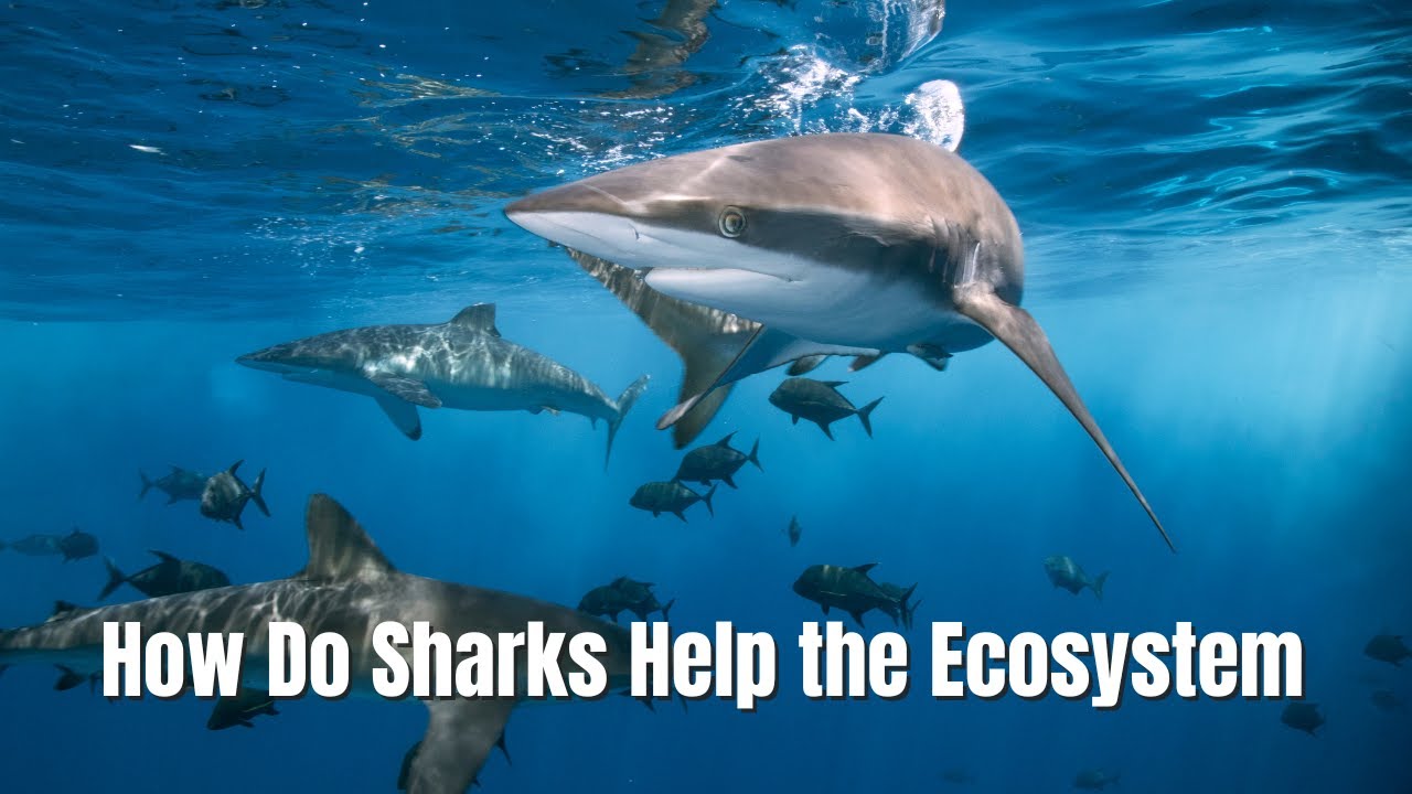 How Do Sharks Help the Ecosystem - YouTube