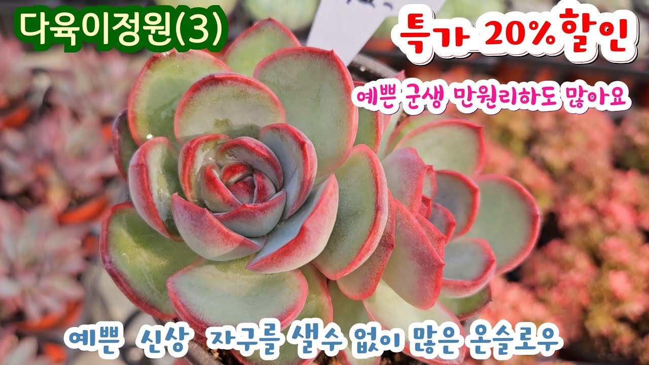 다육이정원3 만원이하로 새로들어온 군생을 구입가능 온슬로우 묵은둥이 먼로3두 착하게 키워보세요 Youtube