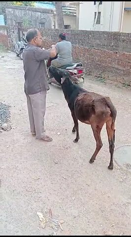 daughter of mother cow eating breakfast. - YouTube