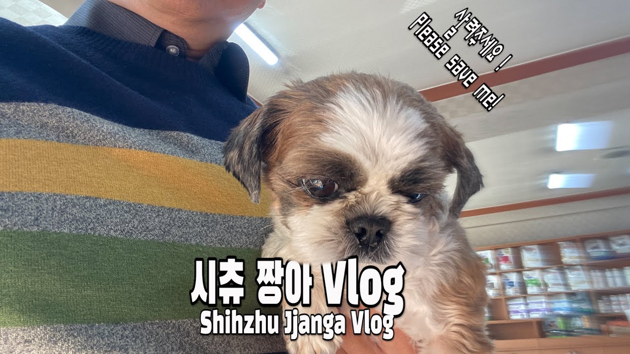 시츄 짱아 동물병원 가는날 ~ The day shin zhu Jjanga's go to the animal hospital ...