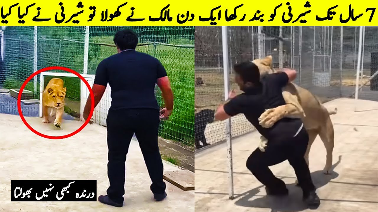 Master Met This Lion After 7 Years And Reaction Will Amaze You II ...