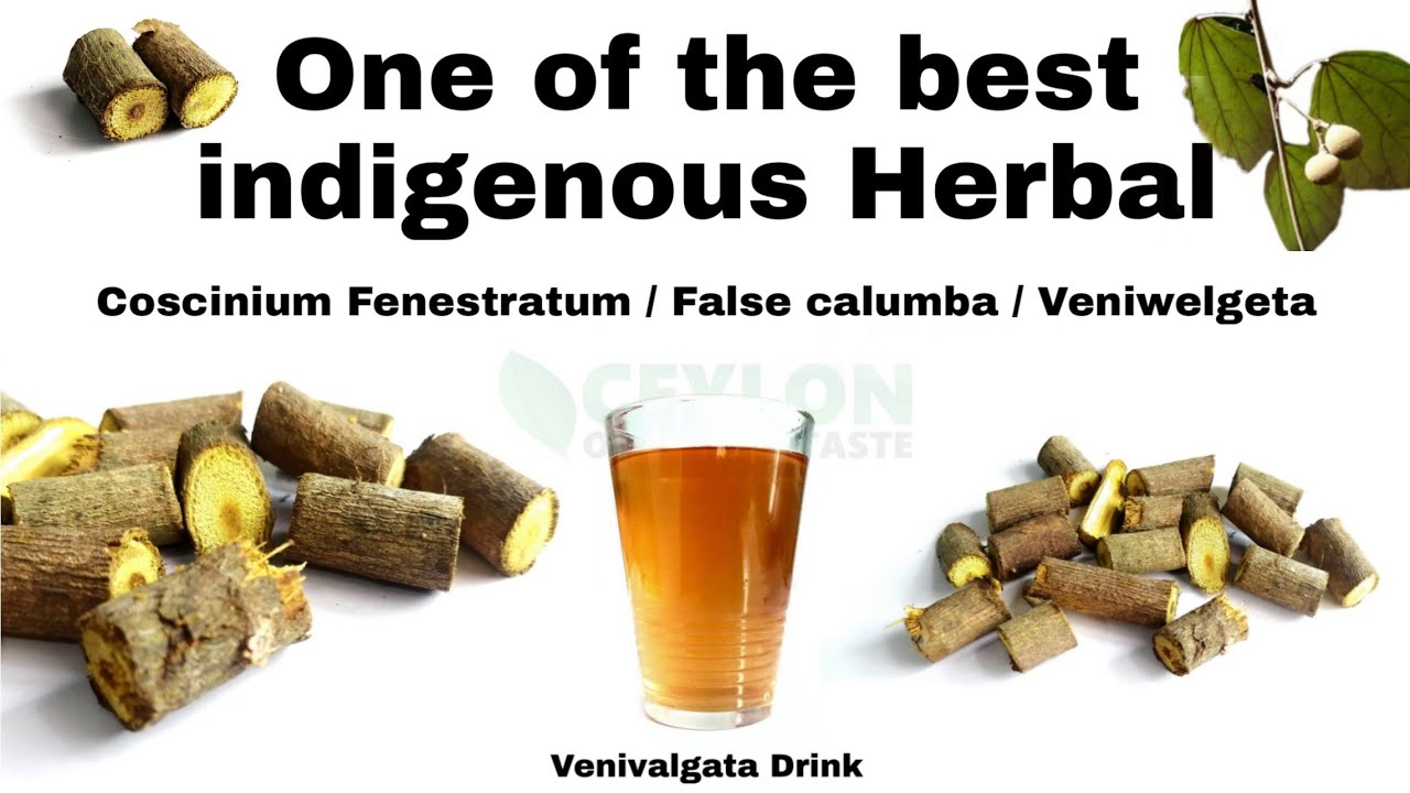 One of the best indigenous Herbal - Coscinium Fenestratum | False ...