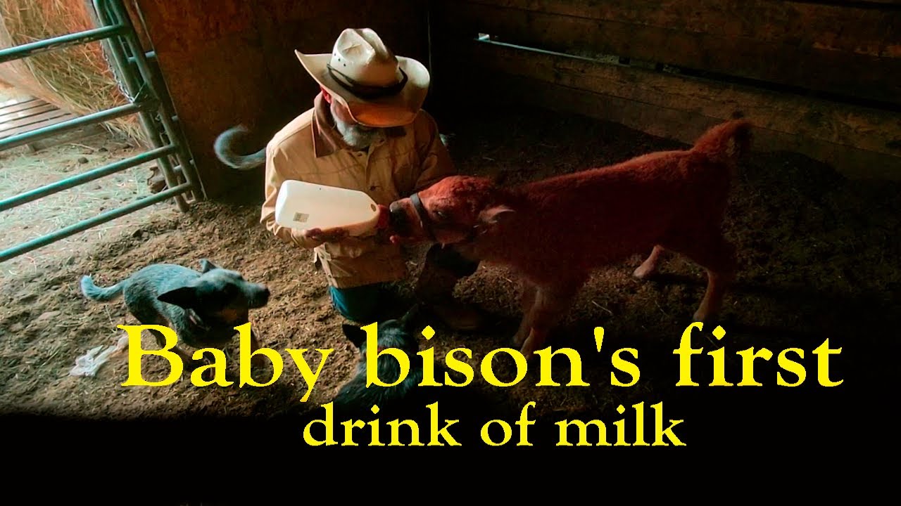 Bison baby's first drink of milk from bottle - YouTube