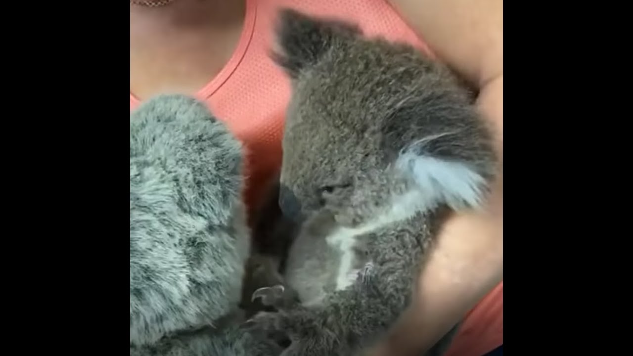 Koala lost his mom. - YouTube