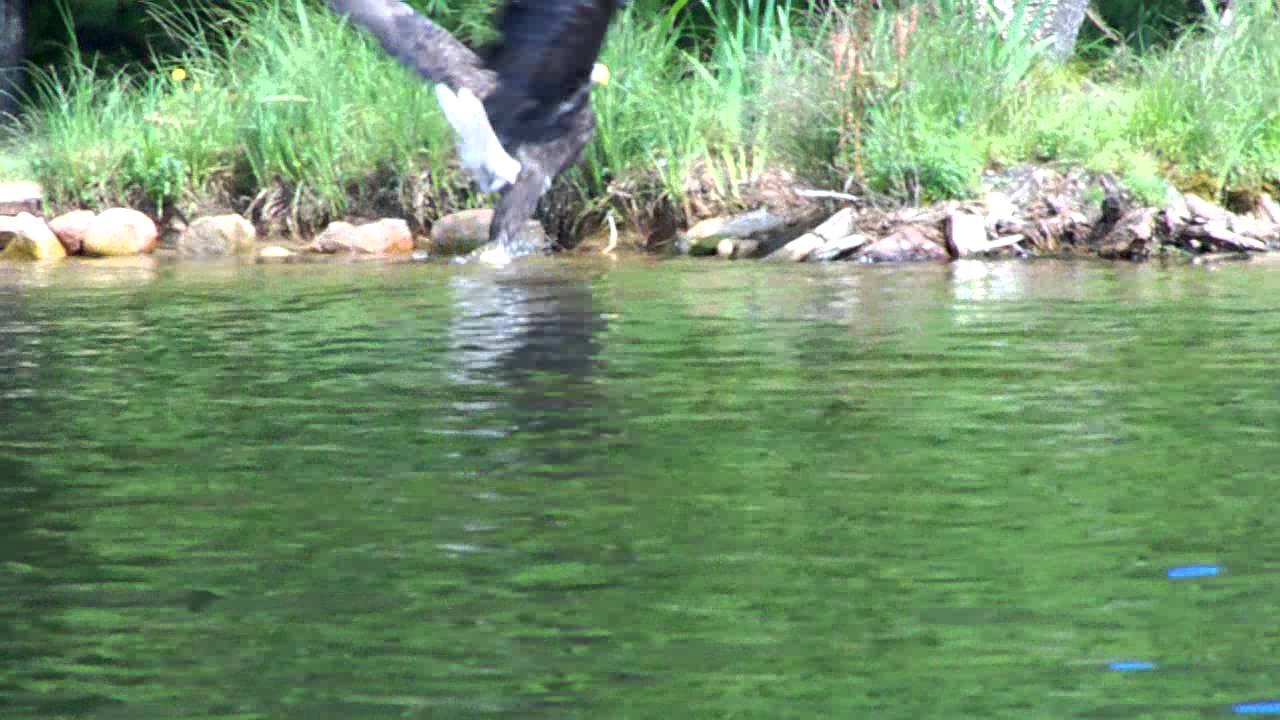 Bald Eagle Swimming - Buckatabon Lake - YouTube