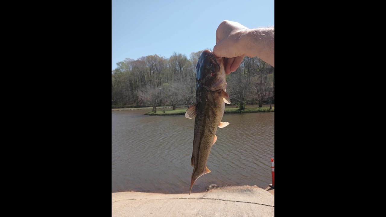 How To Catch Trophy Bullhead! - YouTube