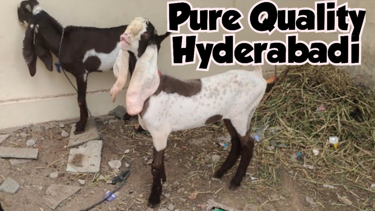 Pure Quality Hyderabadi Goats for Sale in Hyderabad at Zafar Supari ...