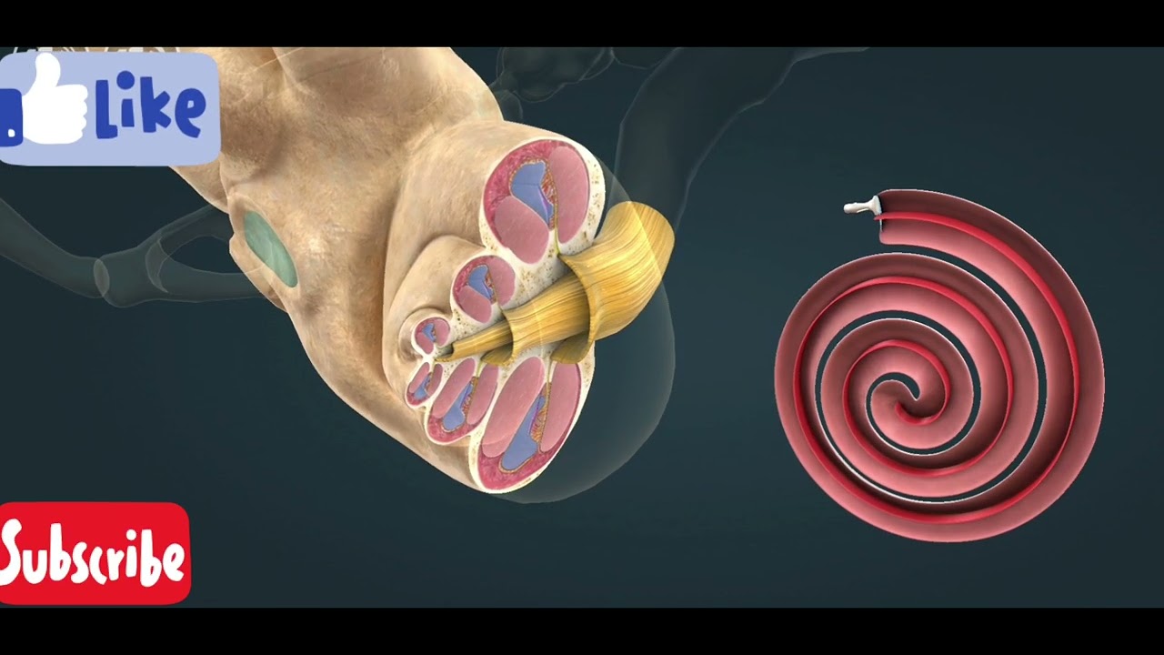 Ear infrastructure 3d Animation - YouTube