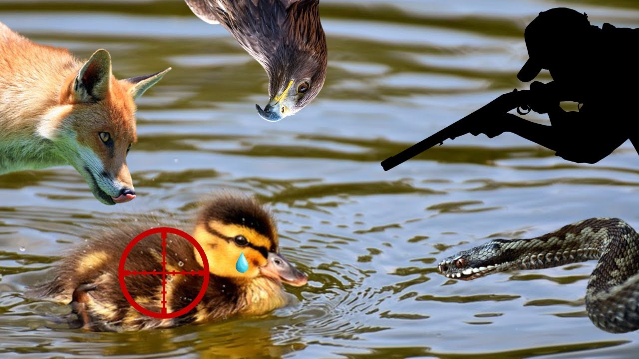 Descubre los Depredadores de los Patos - YouTube