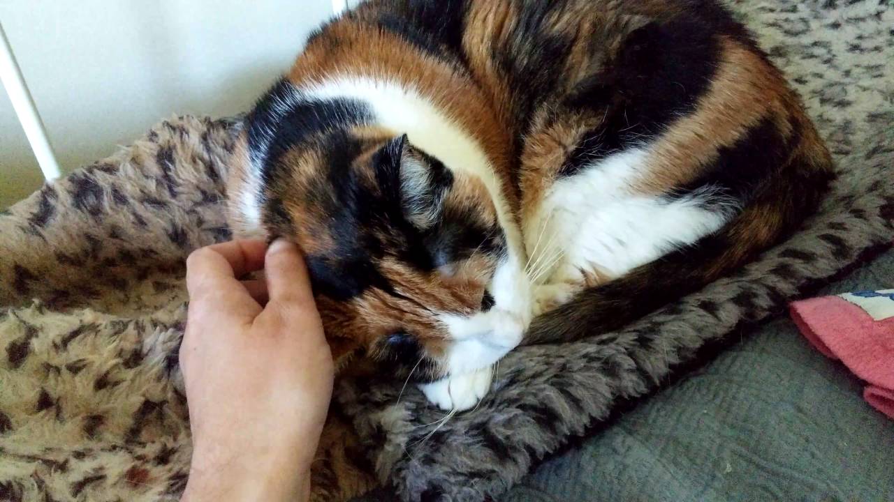 How to restart your cat - YouTube