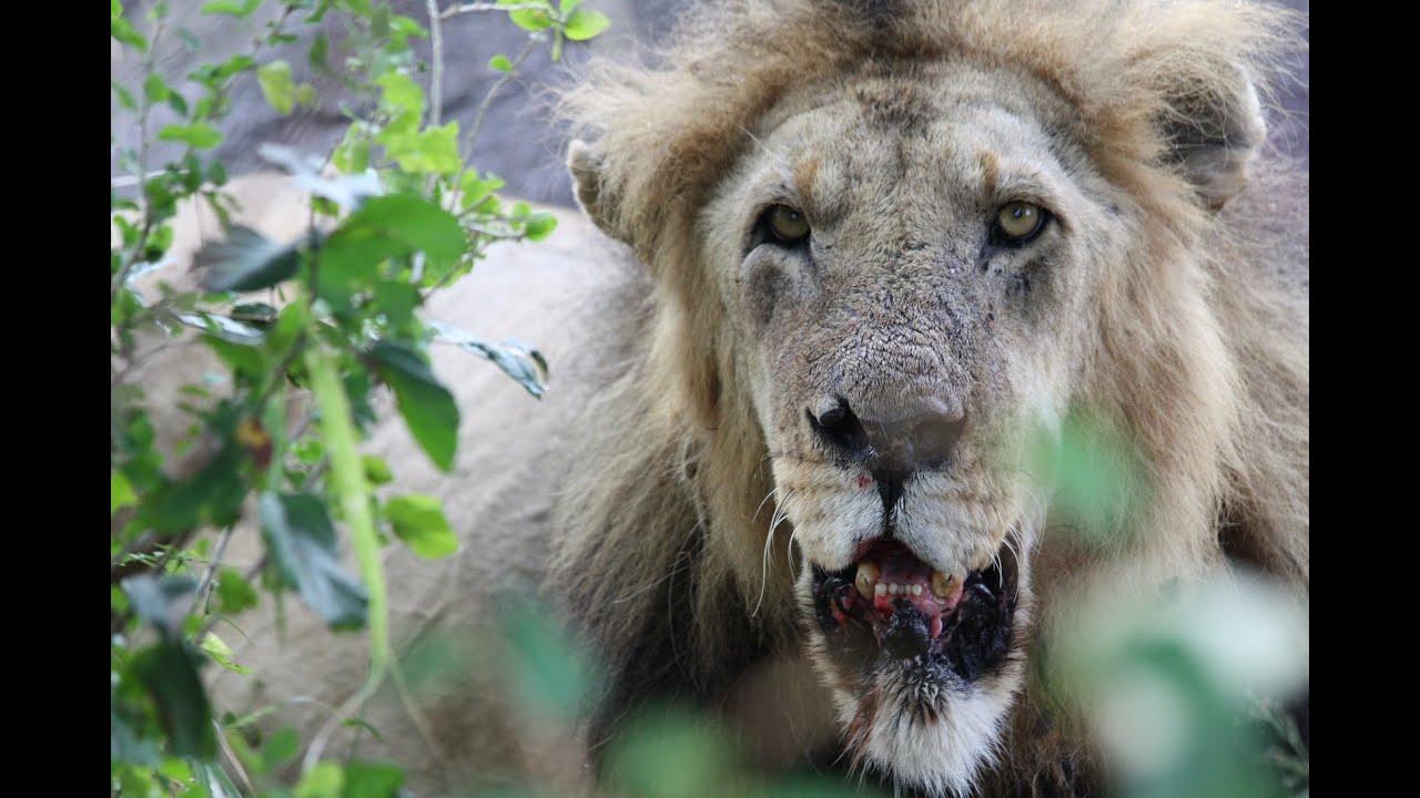 Rare! Aging Lion | Serengeti, Tanzania - YouTube