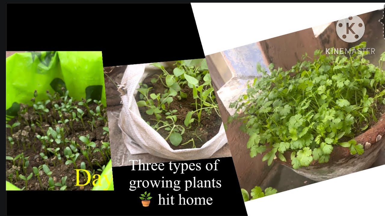 Three types of growing plants in home ️ ️ ️ #tranding #village # ...