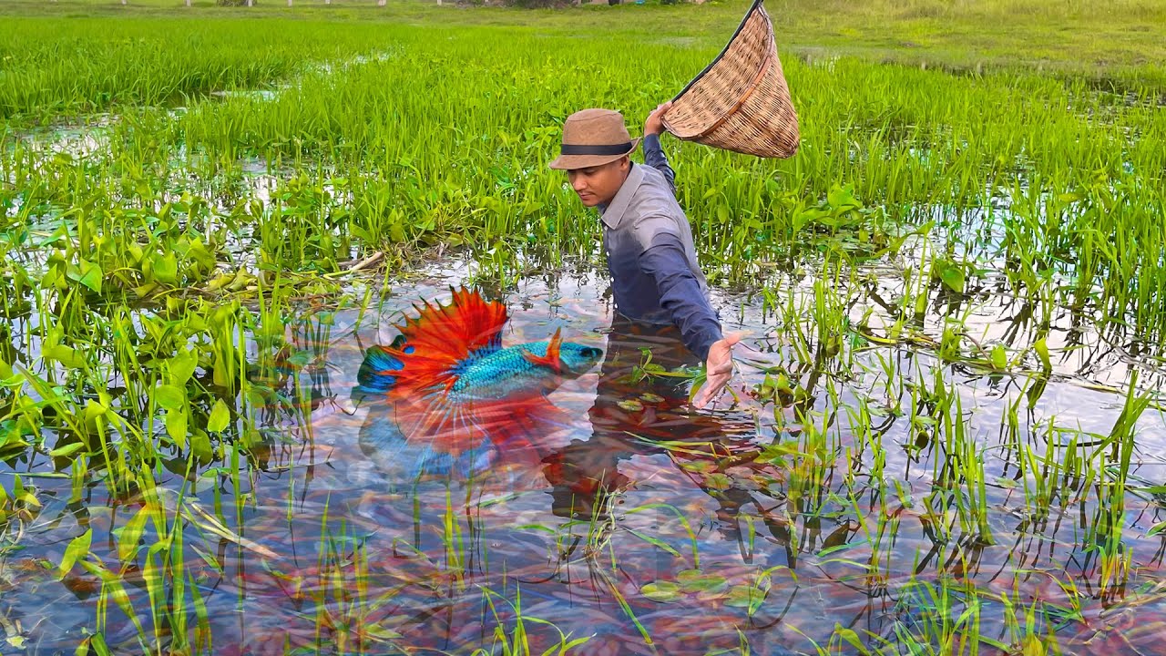 Catching Betta Fish And Wild Betta Fish At The Countryside ...