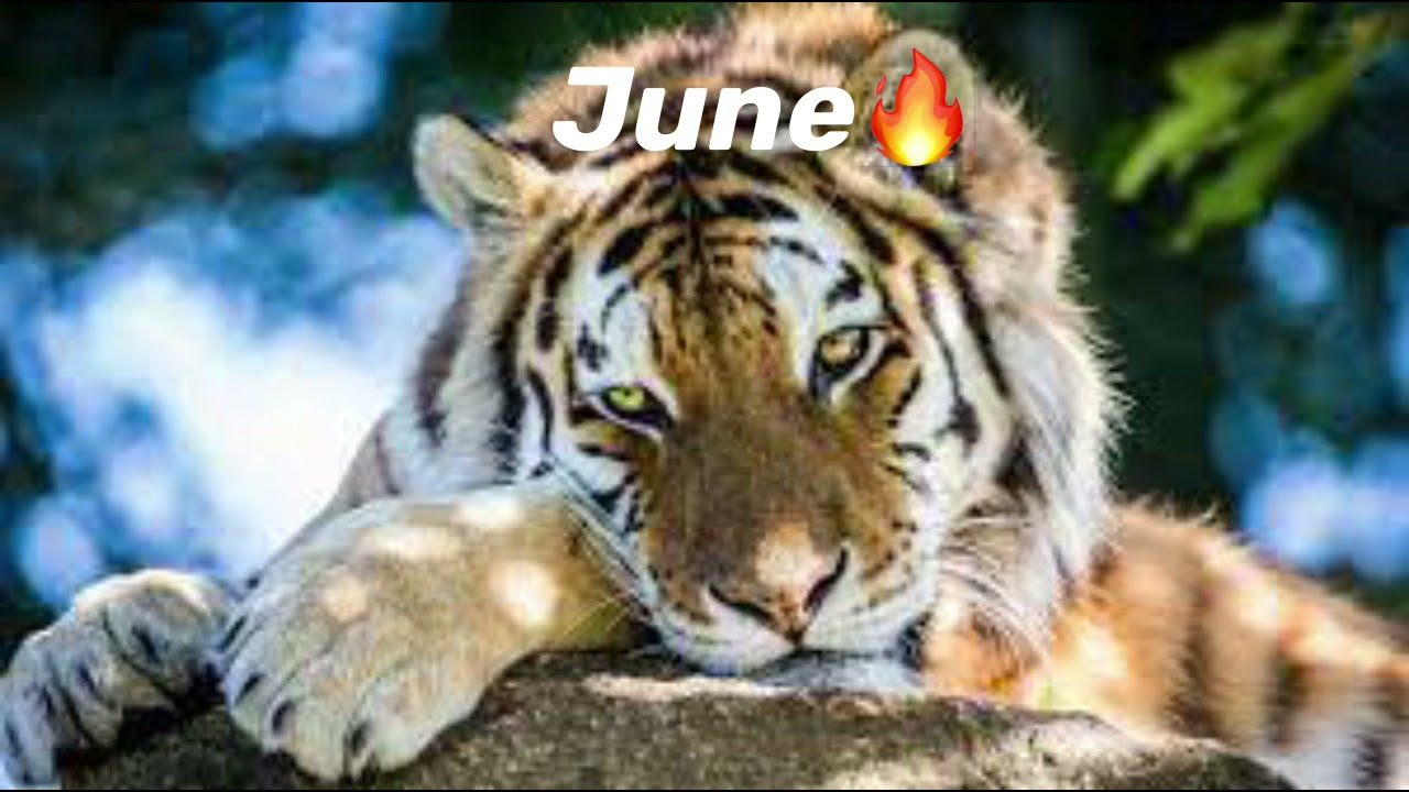 Your month your animal - YouTube