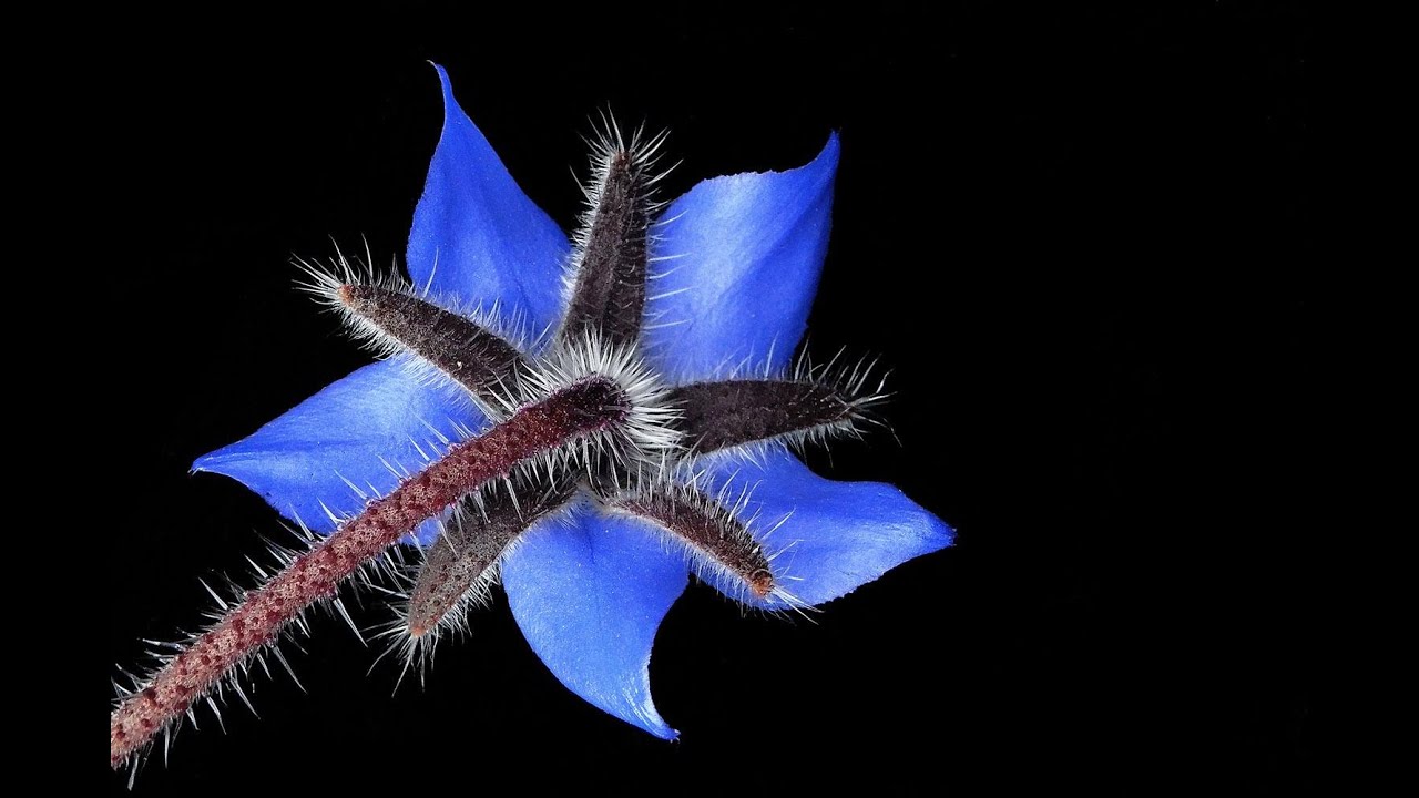 THE HEART OF FLOWERS - music: Enigma, Shadows in Silence - YouTube