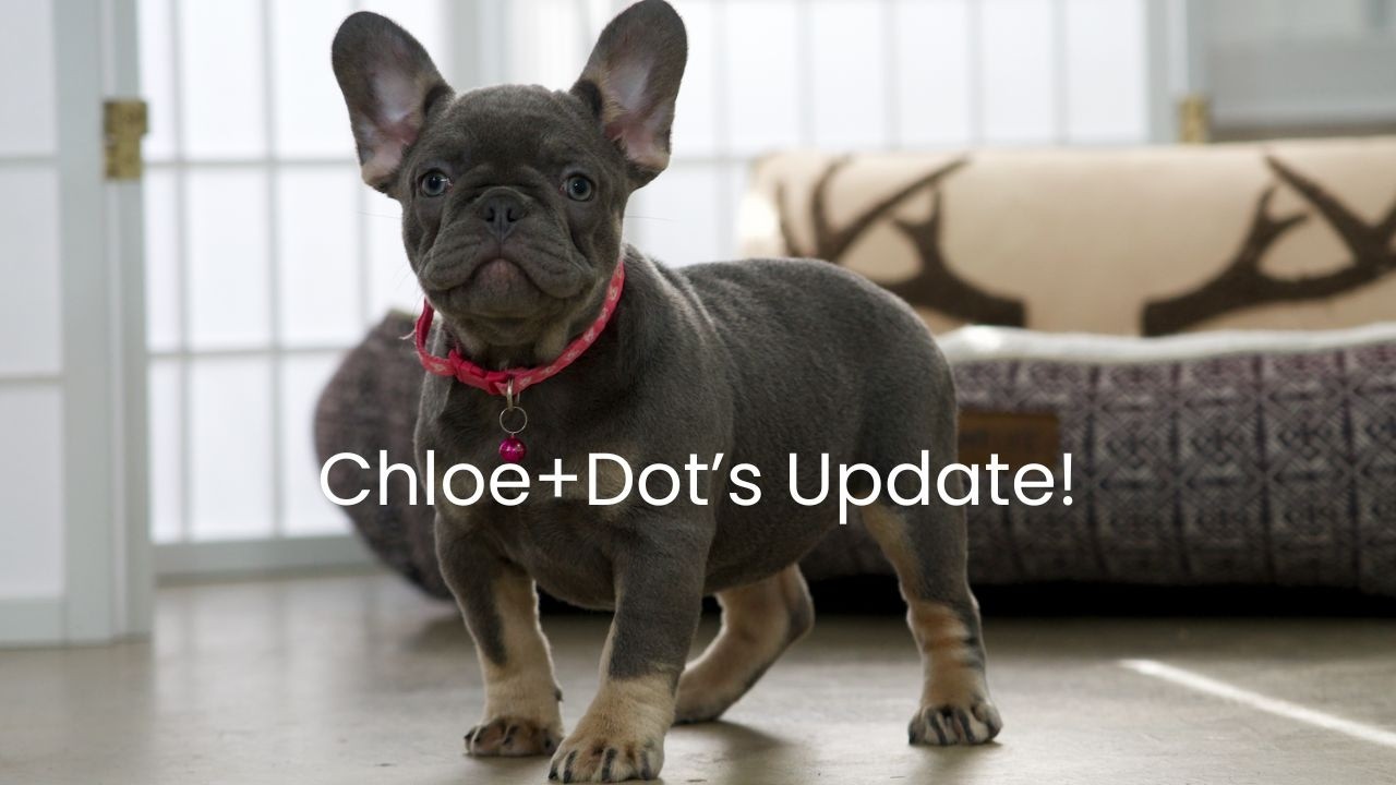Our Available Frenchies | Dot & Chloe! - YouTube