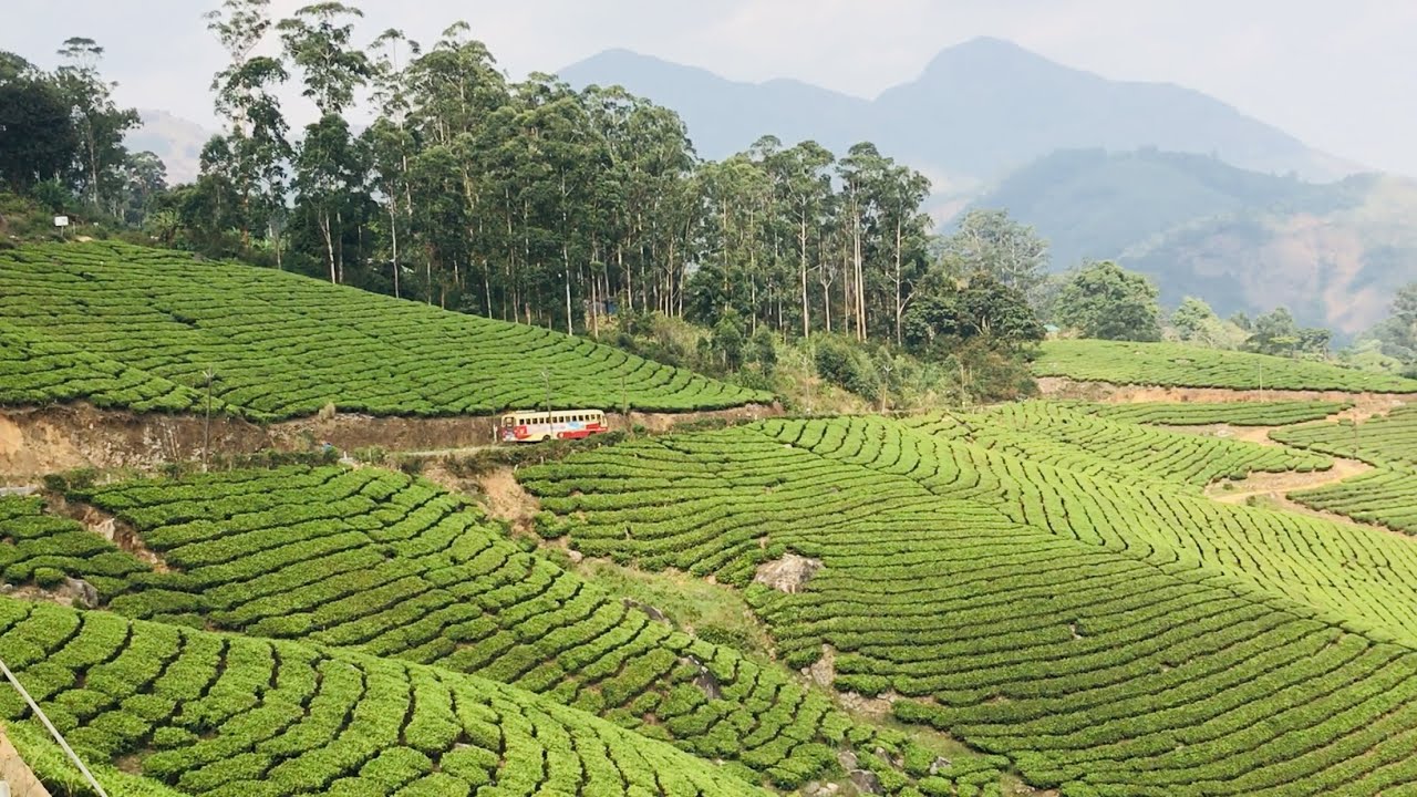 Chithirapuram View Point | Munnar, Kerala | Tea plantation. #munnar # ...