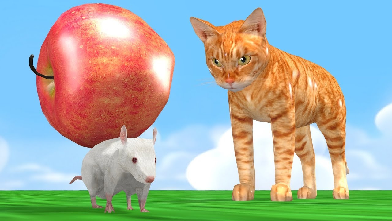 Cartoons with animals for kids | cat and mouse and dog - YouTube